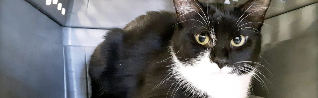 Feral Cats - TEAM